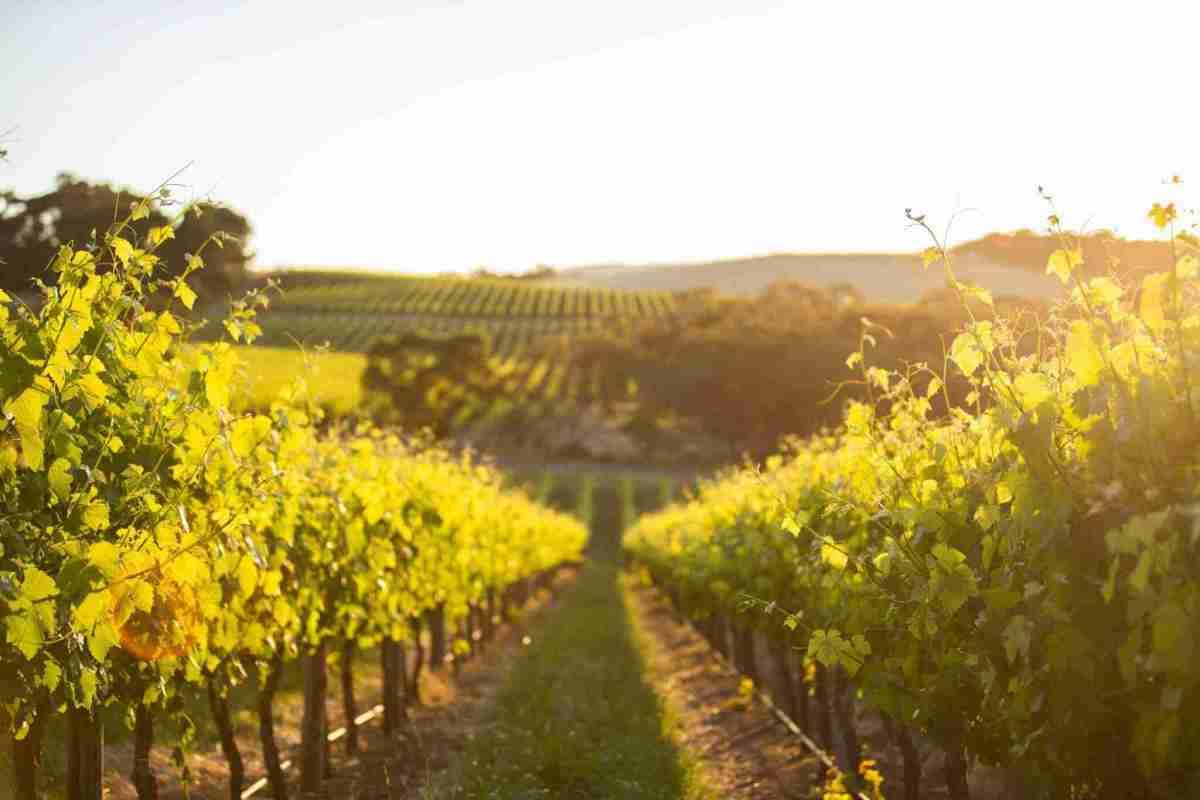 Recipe: Pulled Beef Brisket Hawker Rolls | Mollydooker Wines